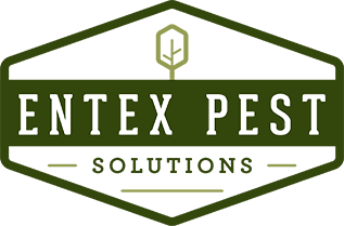 Spider Control in Richardson | Entex Pest Solutions